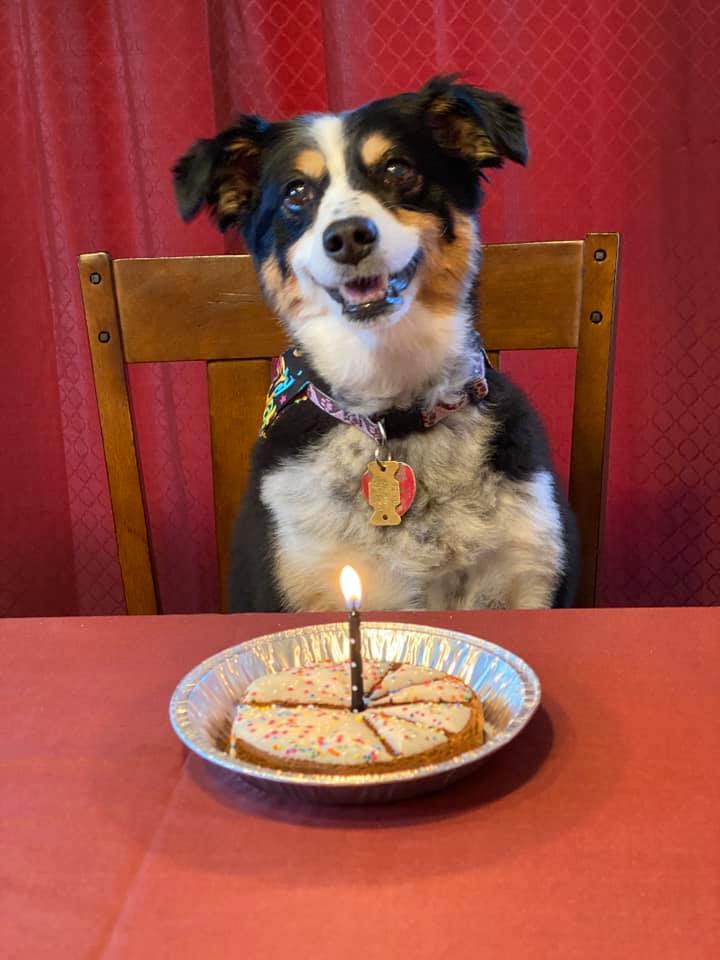 Winnie the grand dog – Northeast Cracker Barrel Net